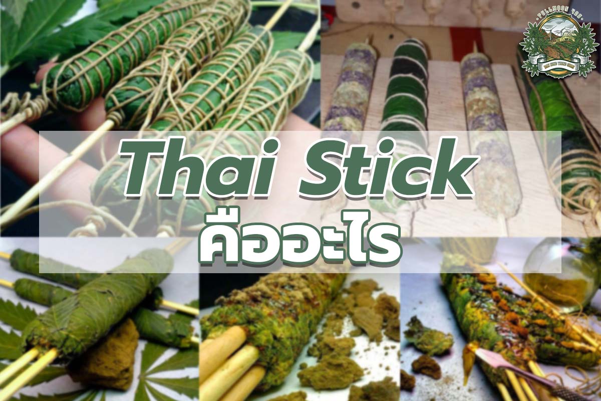 Thai Stick คืออะไร มีประวัติความเป็นมาอย่างไร - SKY CANNABIS (Thailand)